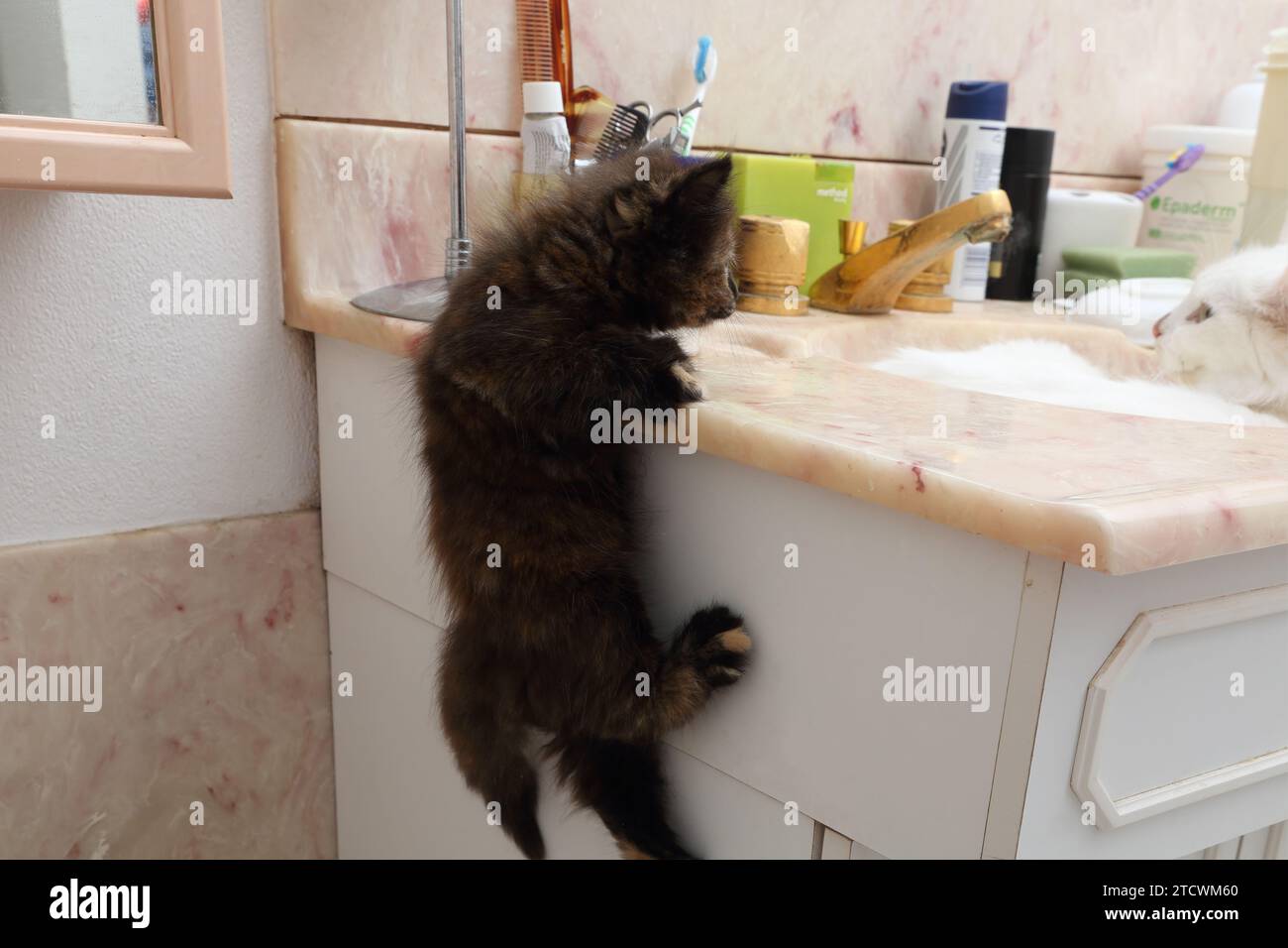 7 Weeks Old Tortoiseshell Turkish Angora Cross Kitten Trying to Climb ...