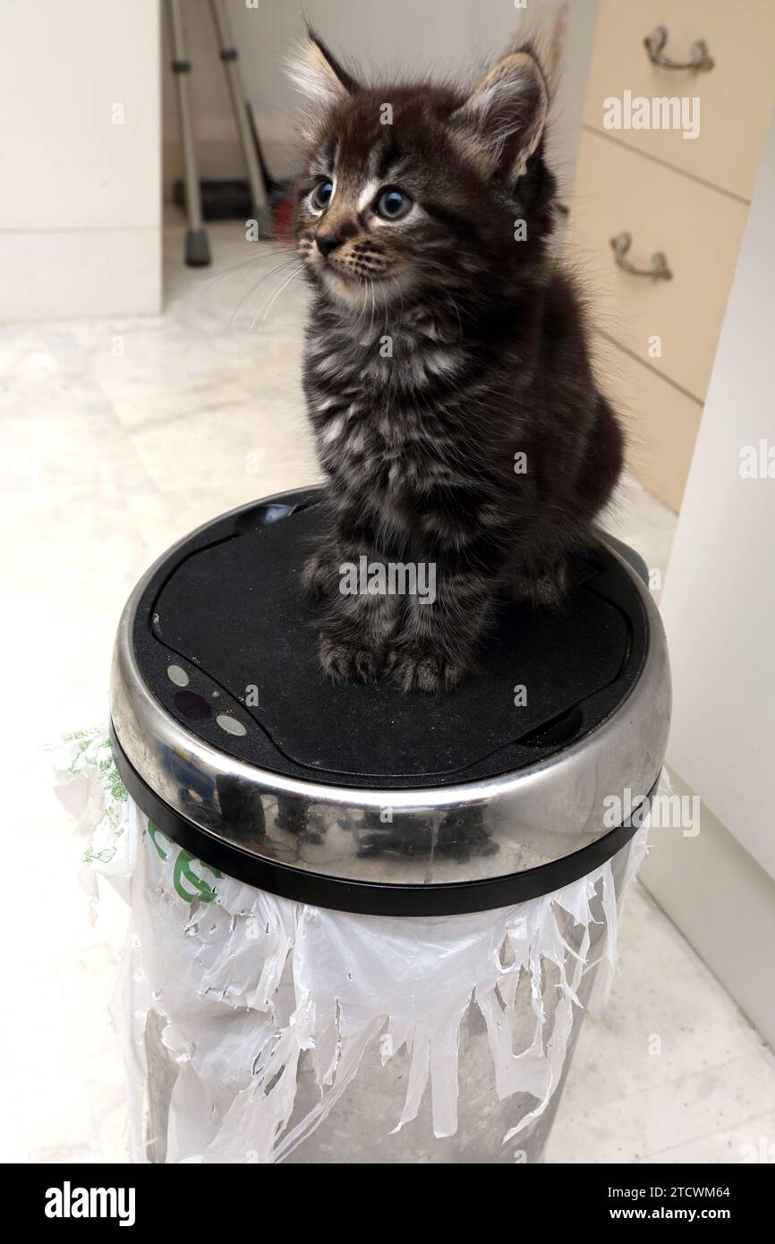 Portrait of a 7 Weeks Old Tabby Turkish Angora Cross Kitten Sitting on ...