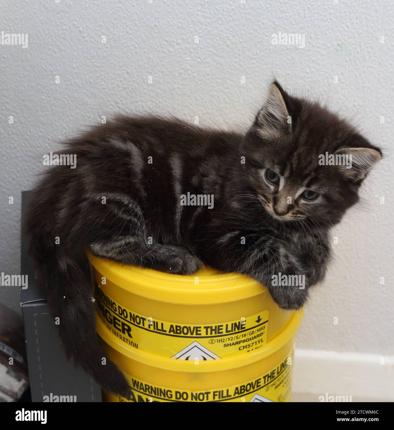 Portrait of a 7 Week Old Tabby Turkish Angora Cross Kitten Laying on ...