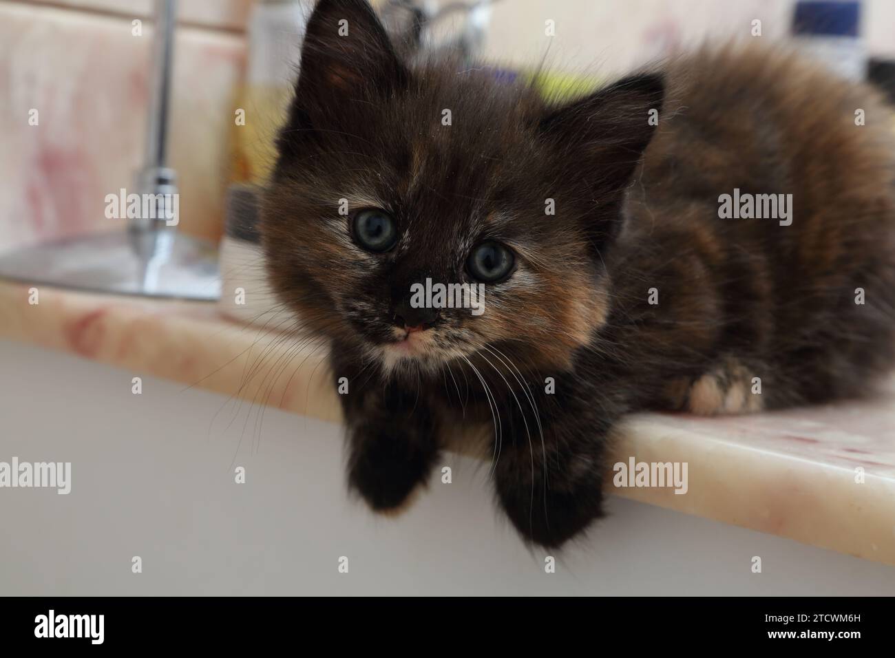 Portrait of A 7 Weeks Old Tortoiseshell Turkish Angora Cross Kitten ...