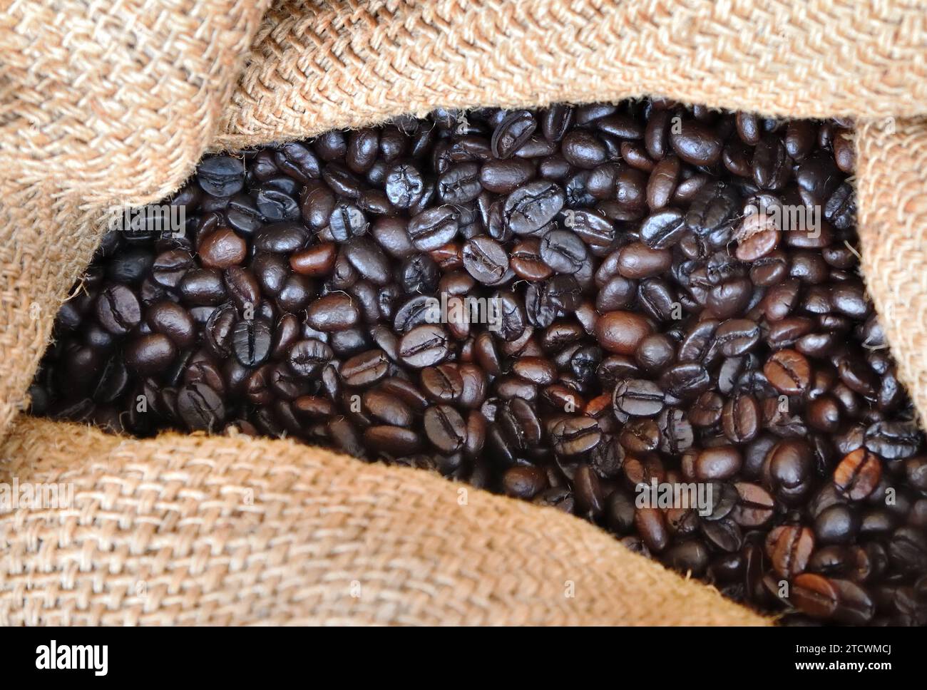 Jute bags filled with coffee beans. Fresh arabica coffee beans Stock Photo - Alamy