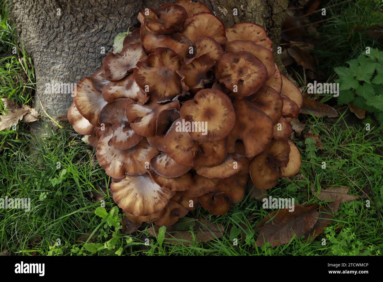 Hongos piel hi-res stock photography and images - Alamy