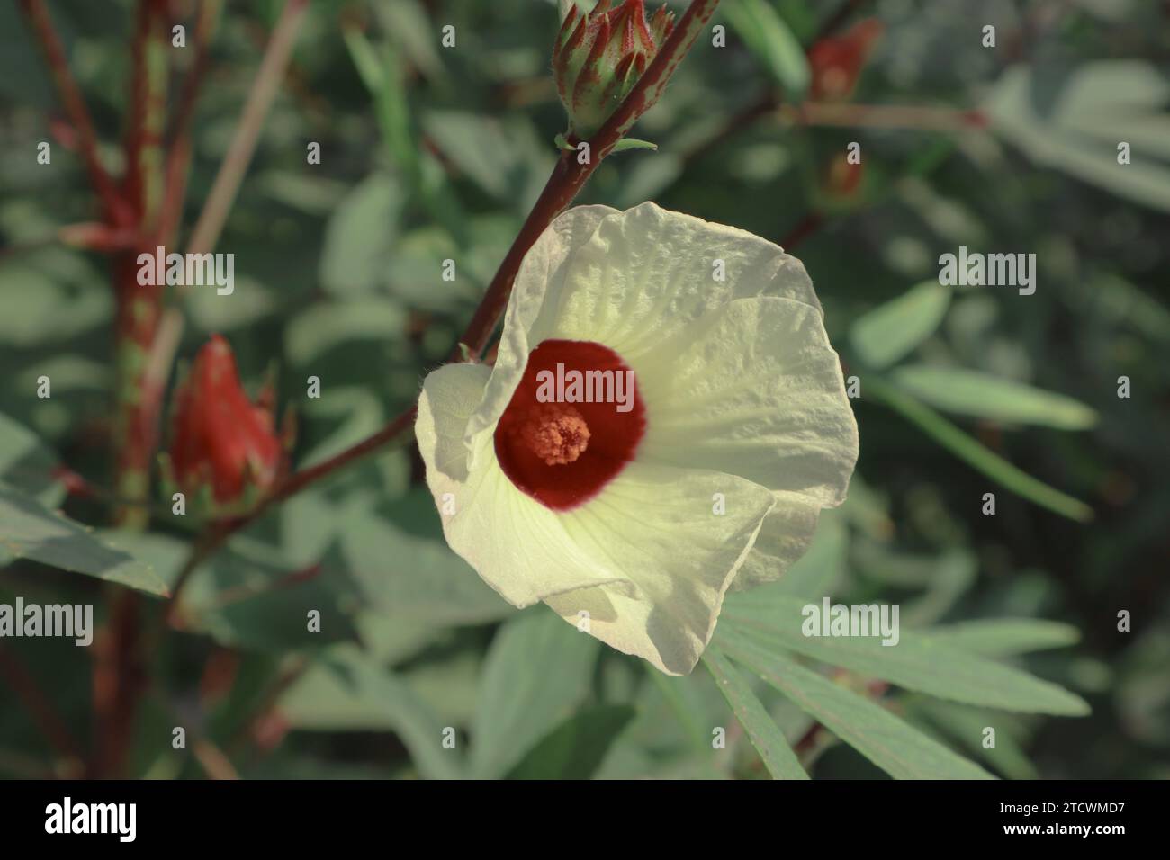 Sankokda hi-res stock photography and images - Alamy