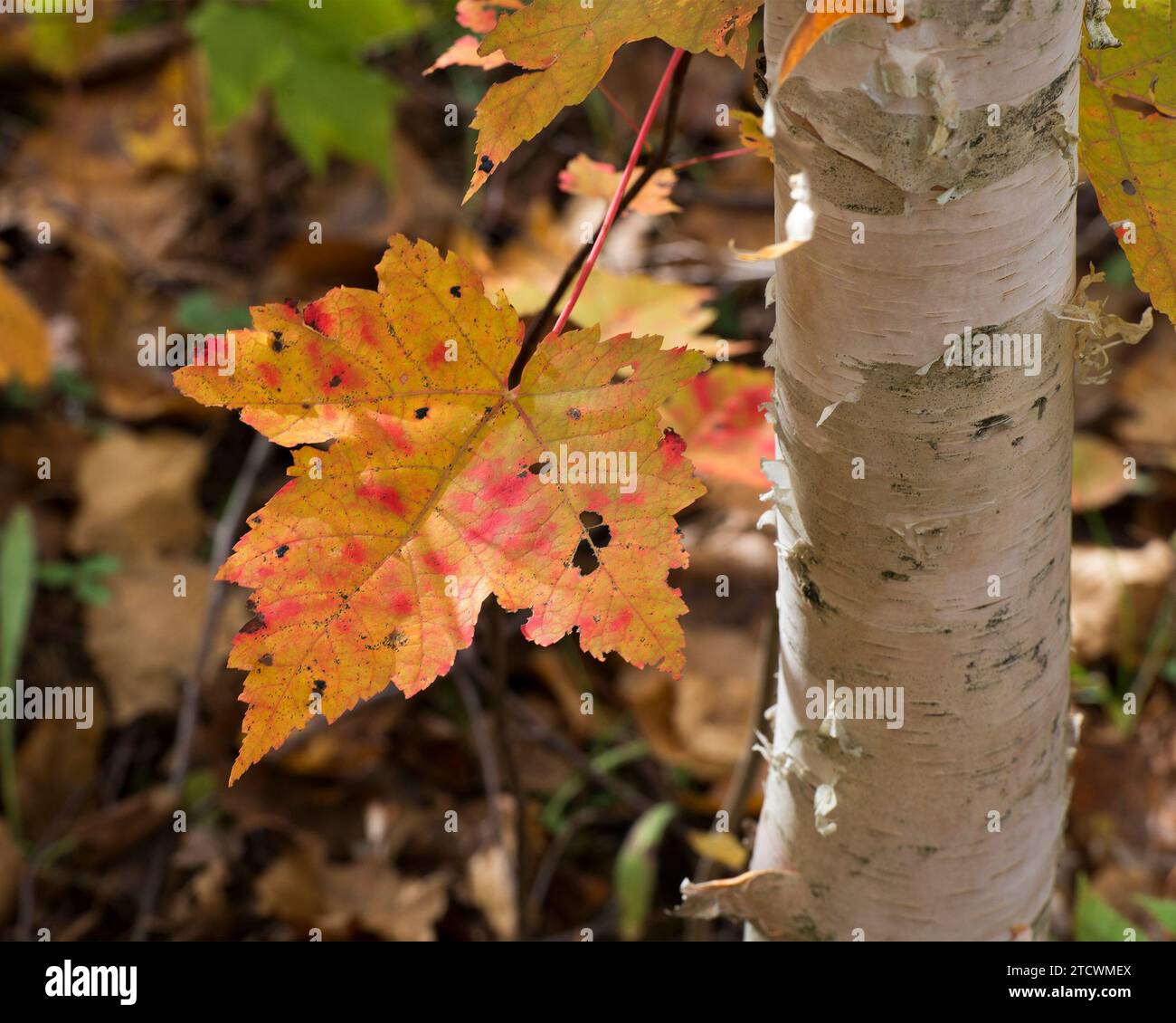 Maple leaves worn out by a birch tree with a blur forest background ...