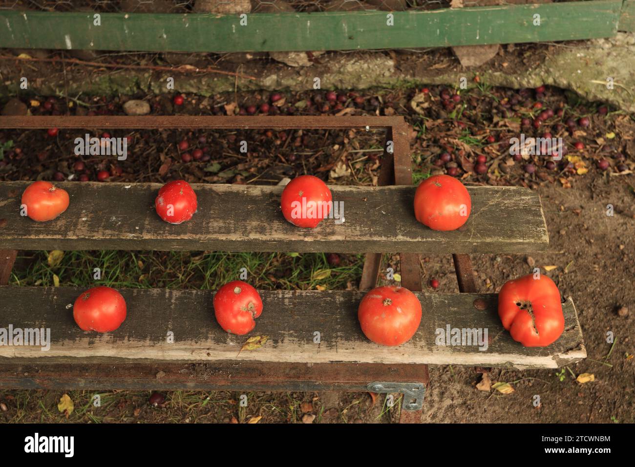 Tomates maduros de color rojo Stock Photo - Alamy