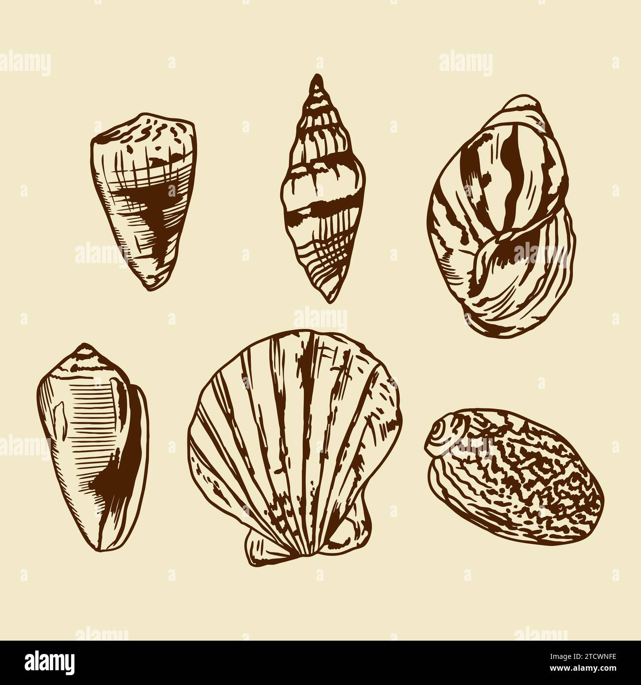 Seashells. Vector illustration of a set in graphic style. Design ...