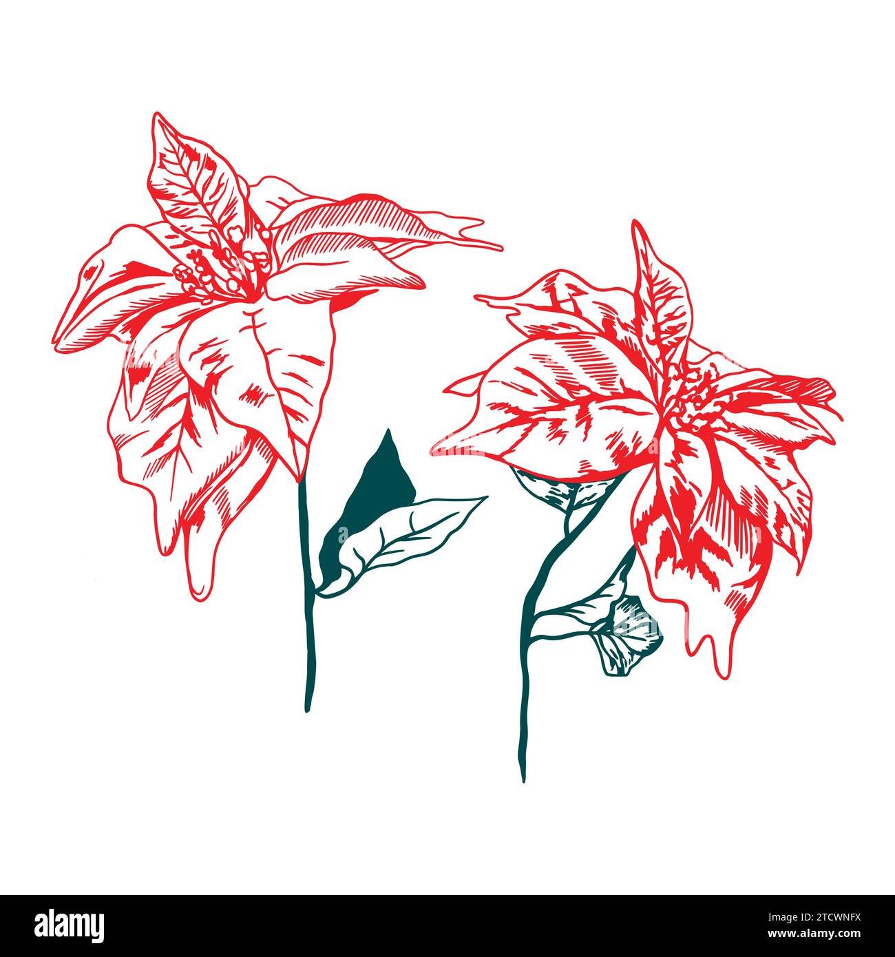 Poinsettia. Winter flower. Vector illustration of a plant on a white ...
