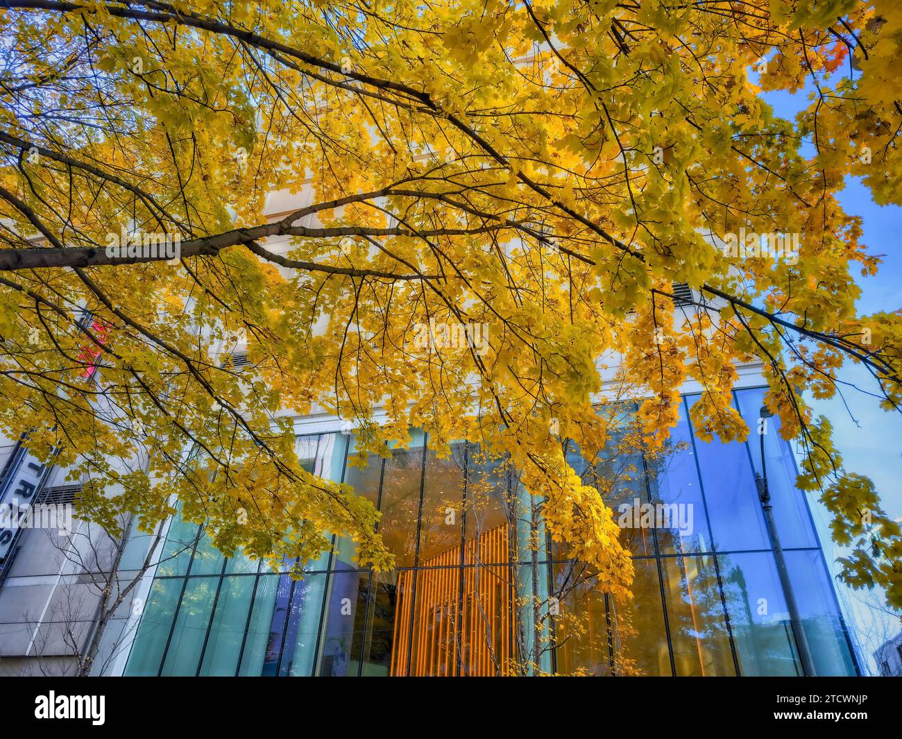 Low angle shot at full autumnal colored tree, with view of Seattle ionic skylines in background ...