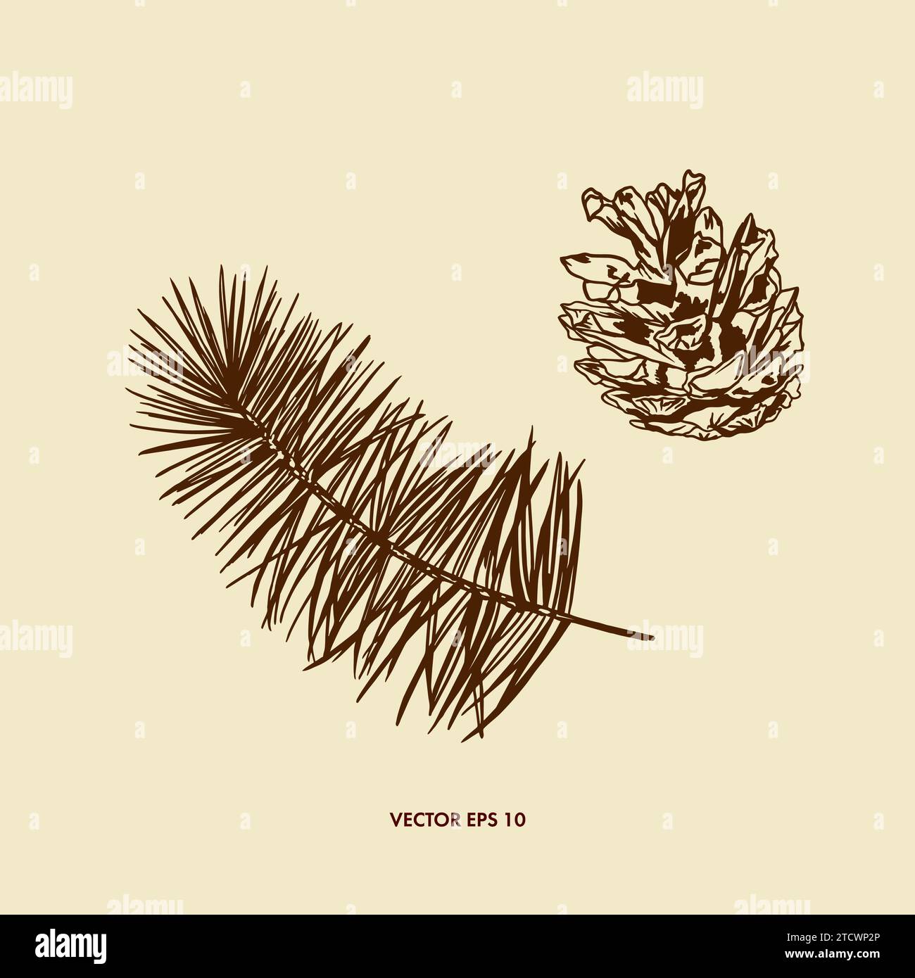 Pine cone leaf in Stock Vector Images - Alamy