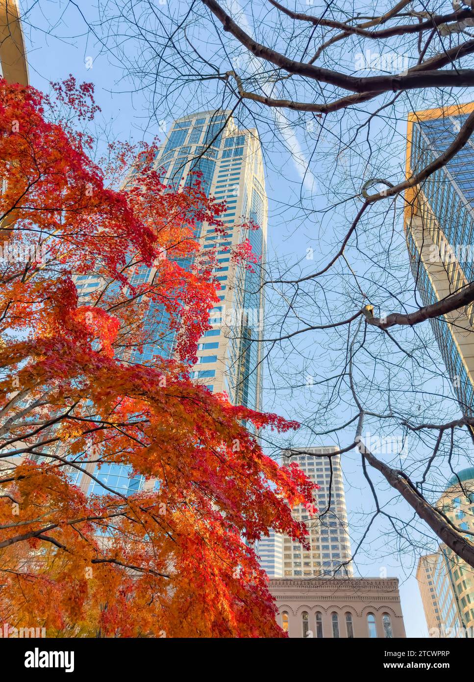Low angle shot at full autumnal colored tree, with view of Seattle ...