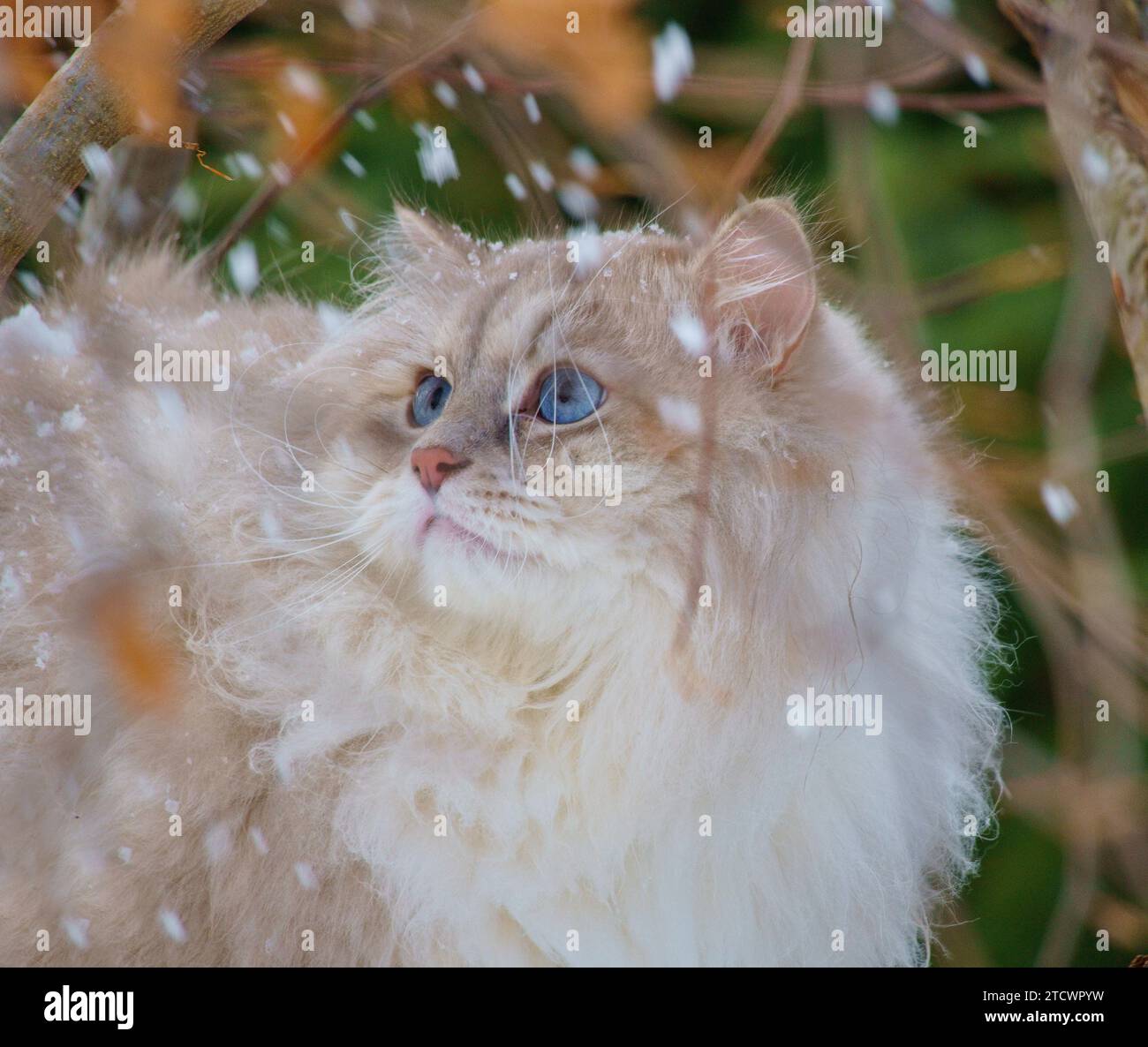 Neva masquerade cat with blue eyes on a tree Stock Photo - Alamy