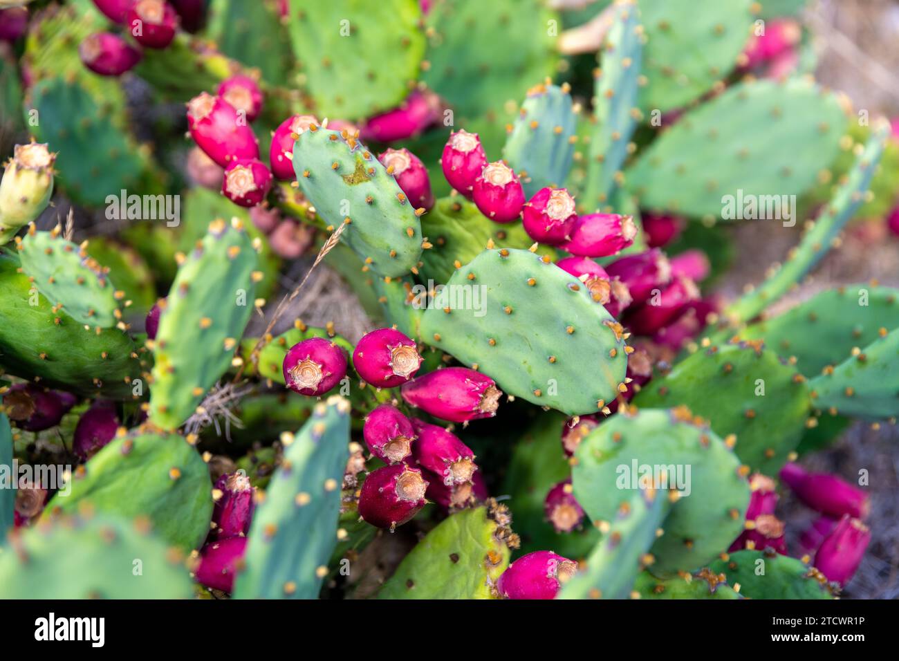 Fruits in red hi-res stock photography and images - Alamy