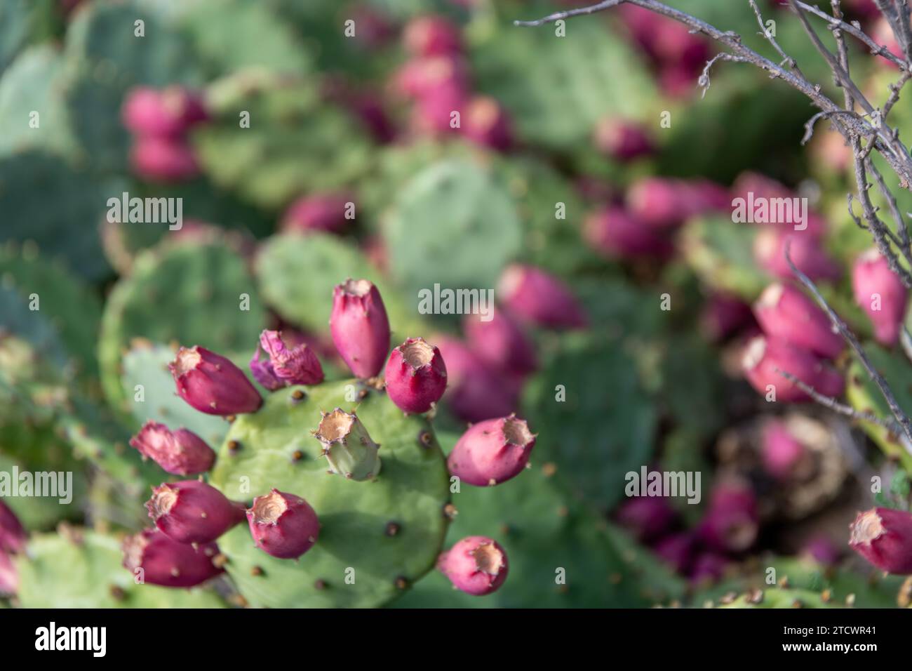 Fruits in red hi-res stock photography and images - Alamy