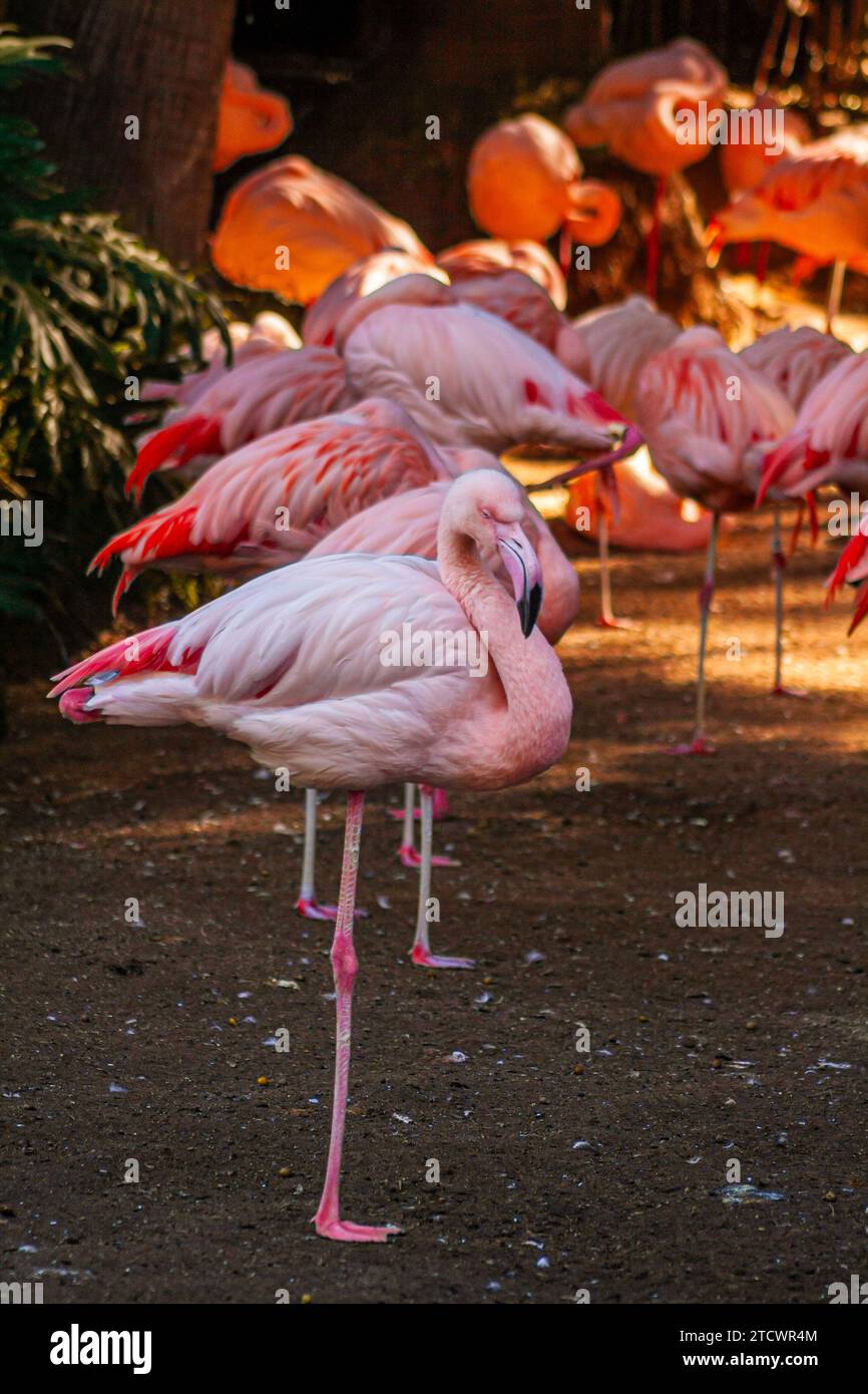 Flamingo bird standing on one leg hi-res stock photography and images ...