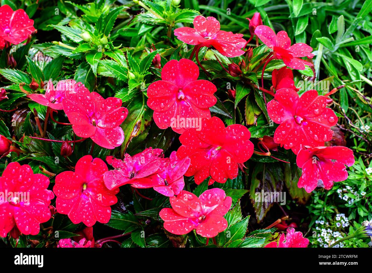 Close up of vivid red impatiens walleriana flowers in a sunny summer ...