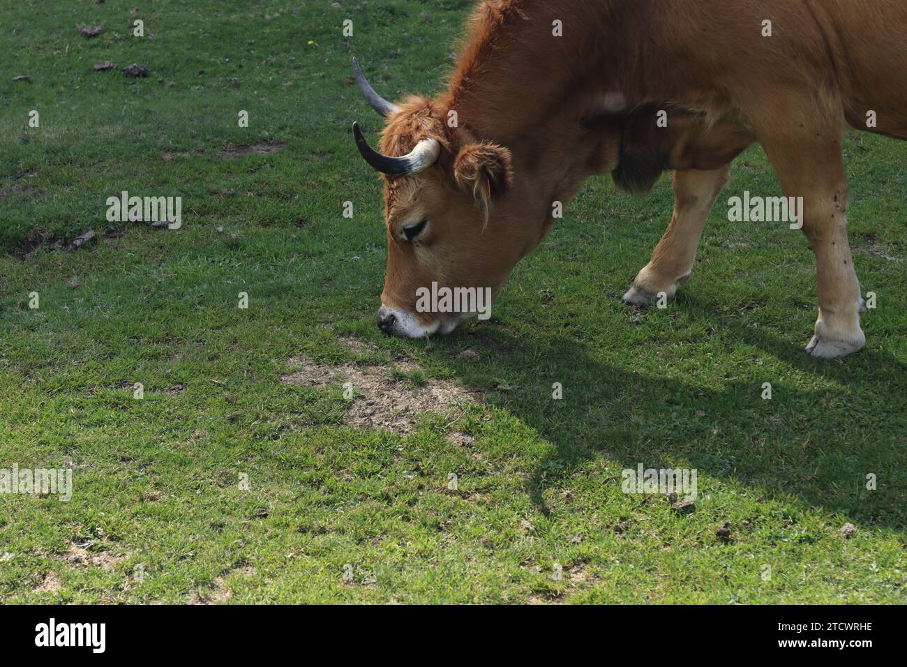 Ganado pastando hi-res stock photography and images - Alamy