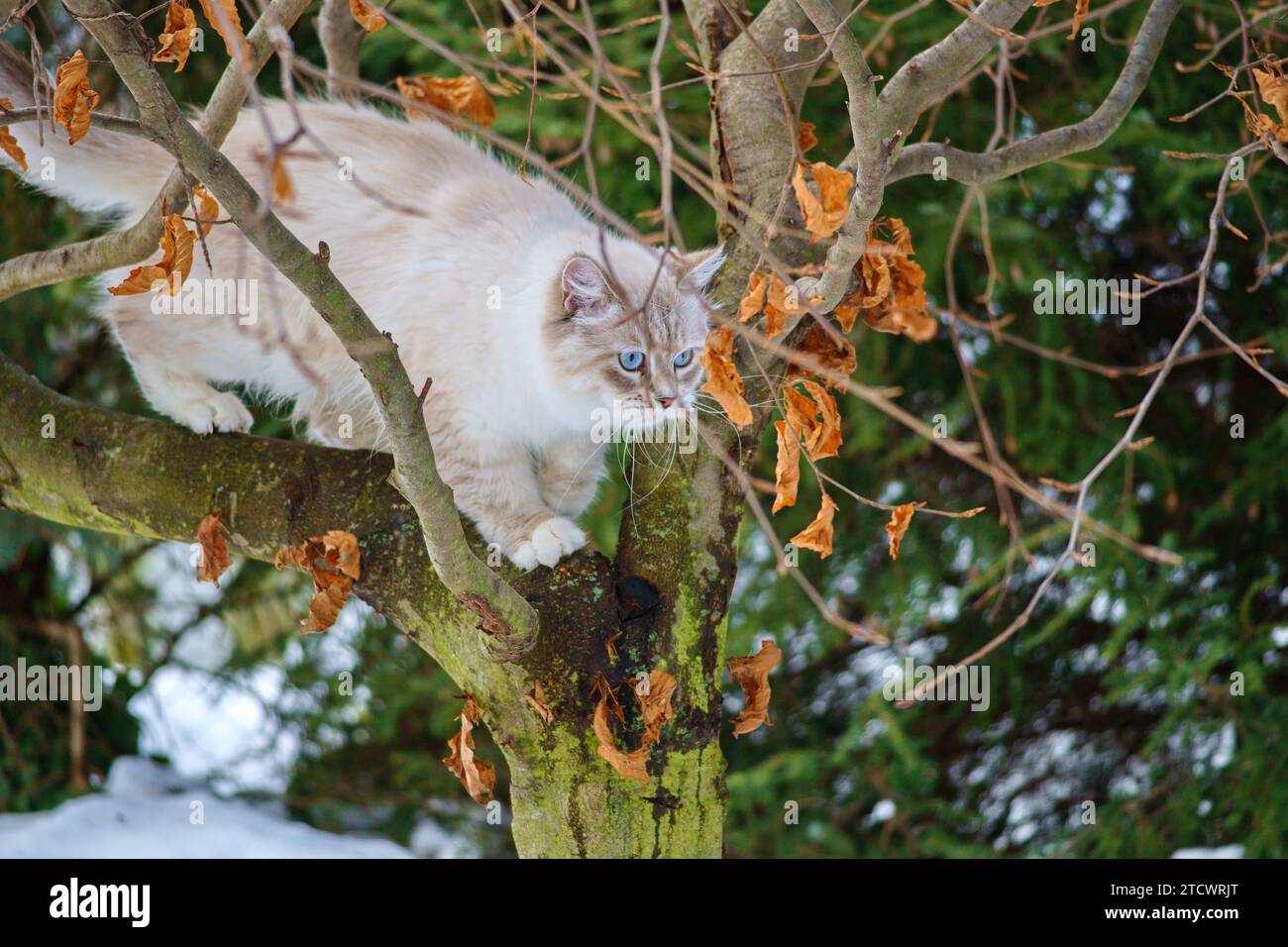Neva masquerade cat with blue eyes on a tree Stock Photo - Alamy