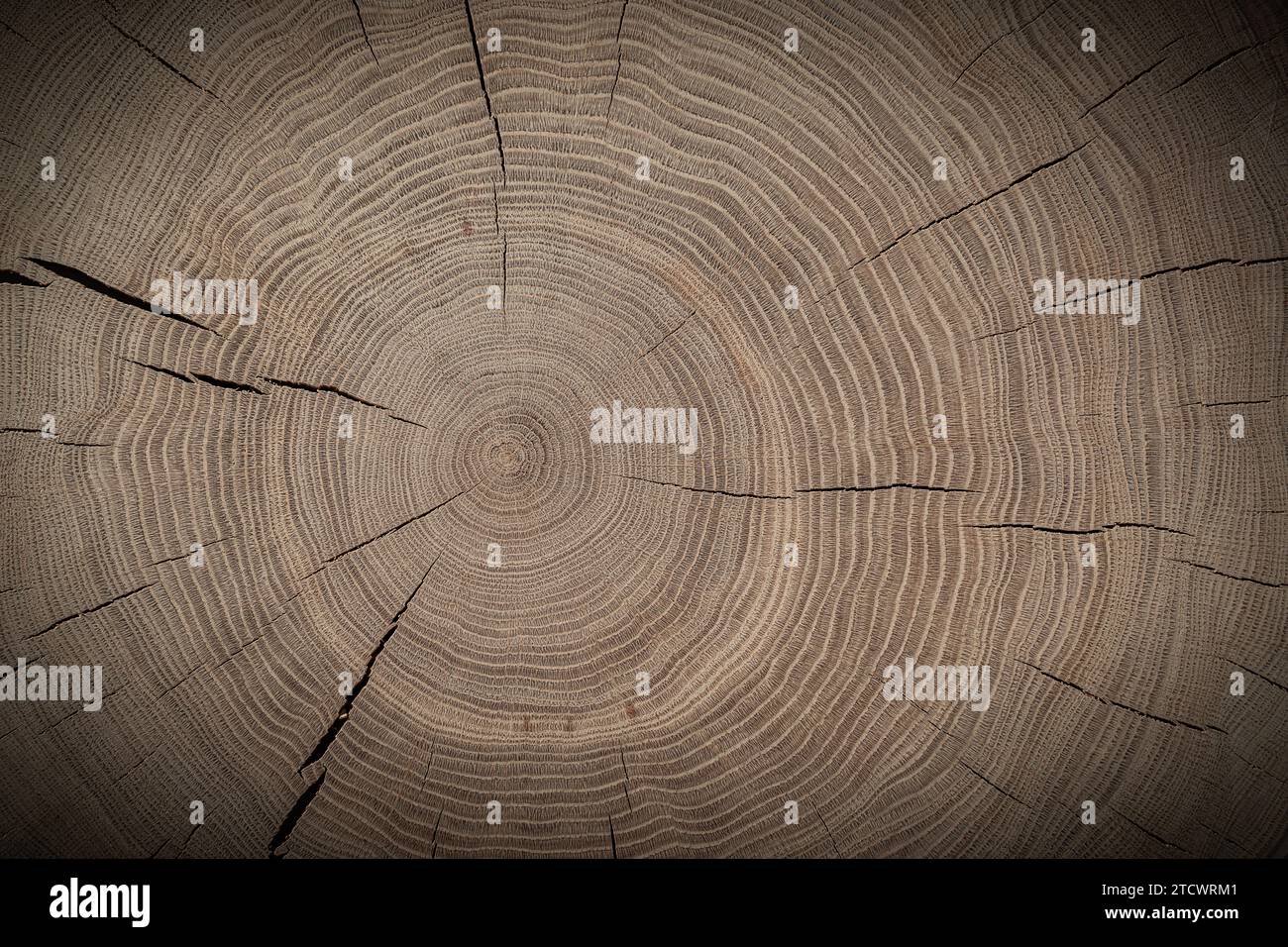 Oak texture on cross hi-res stock photography and images - Alamy