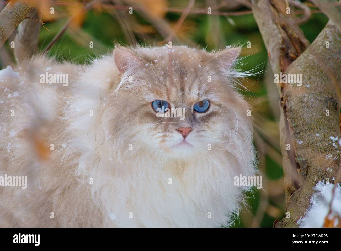 Neva masquerade cat with blue eyes on a tree Stock Photo - Alamy