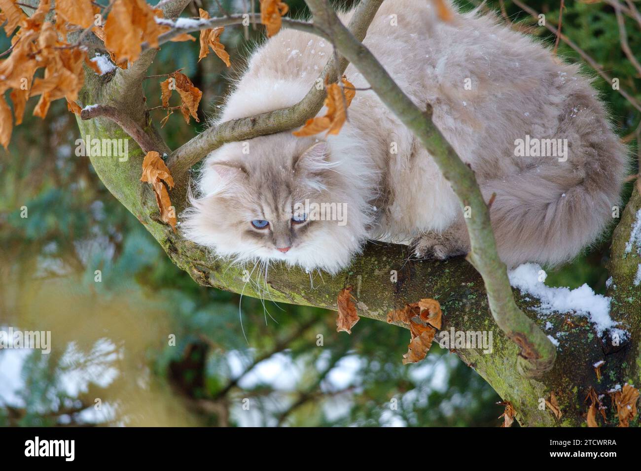 White siberian cat blue eyes hi-res stock photography and images - Alamy