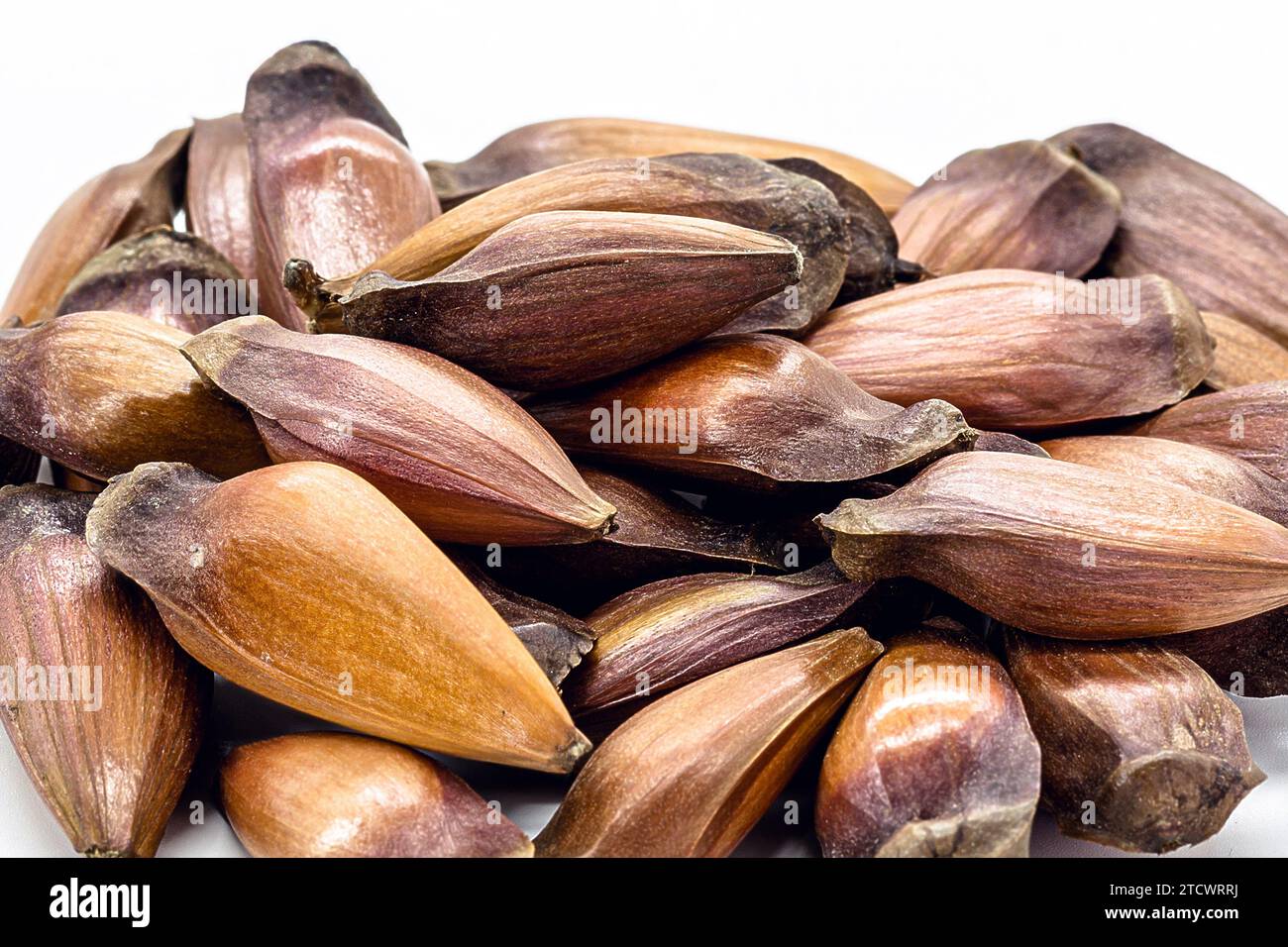 Araucariaceaes hi-res stock photography and images - Alamy