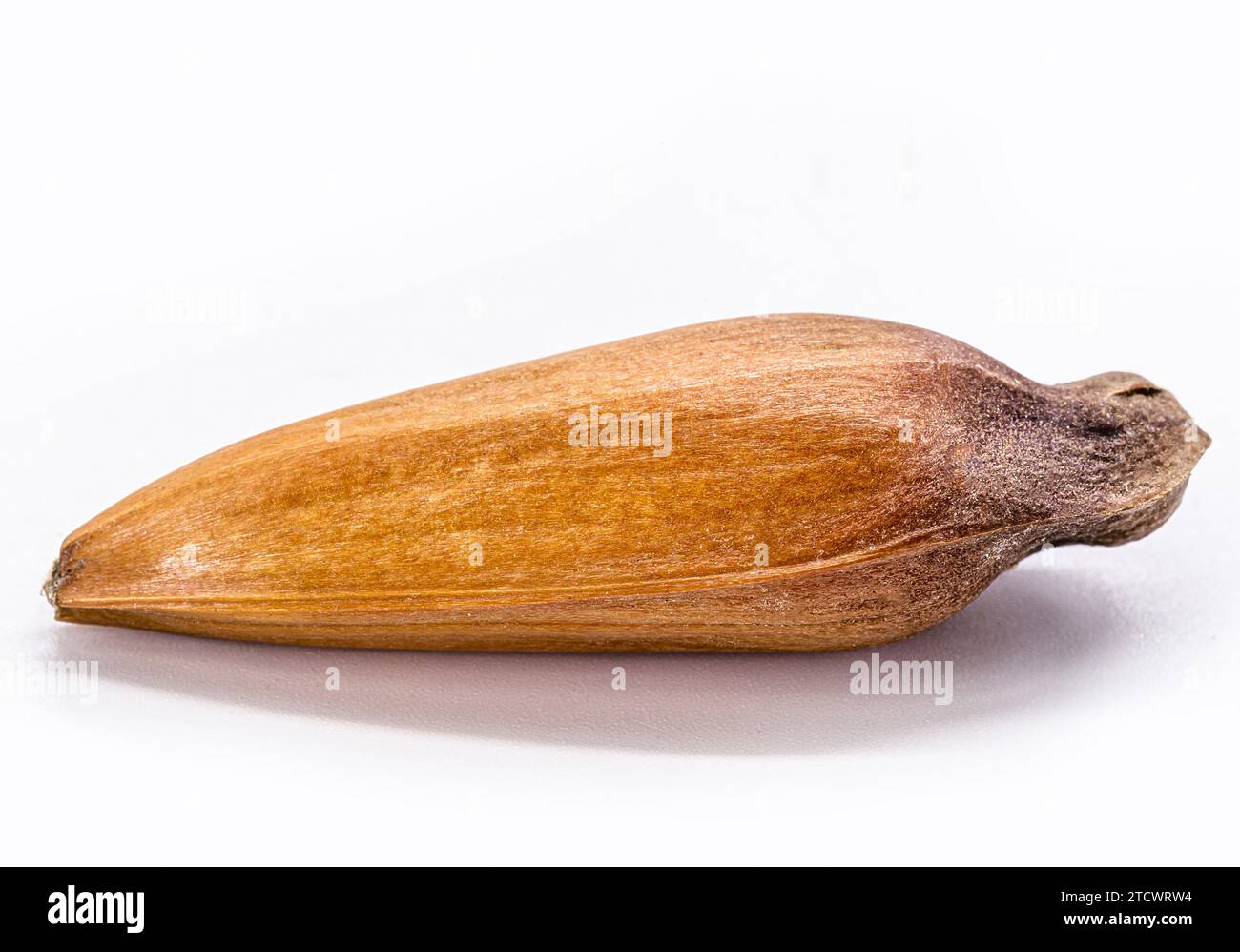 red brazilian pine seeds on isolated white background Stock Photo - Alamy