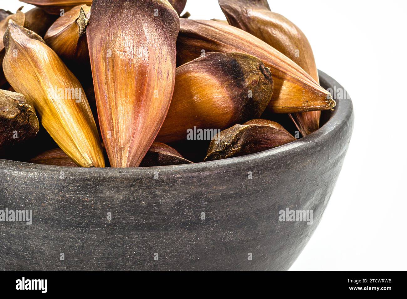 pinaceae or araucariaceae seed, used in cooking, typical winter fruit ...