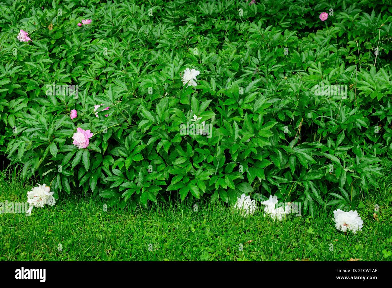 Bush with large delicate pink peony flowers in direct sunlight, in a ...