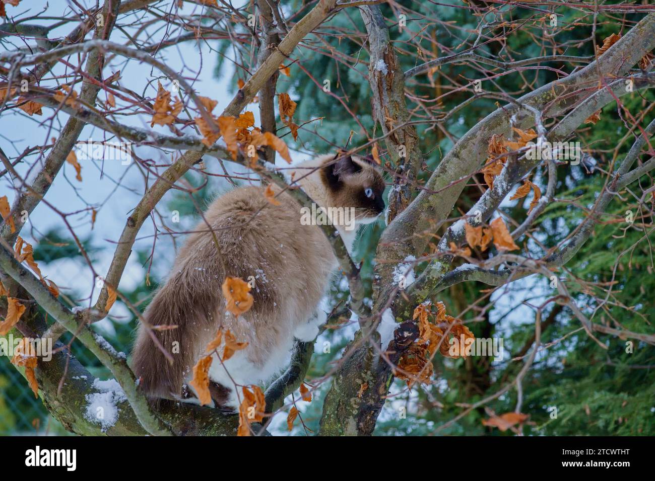 Neva masquerade cat with blue eyes on a tree Stock Photo - Alamy