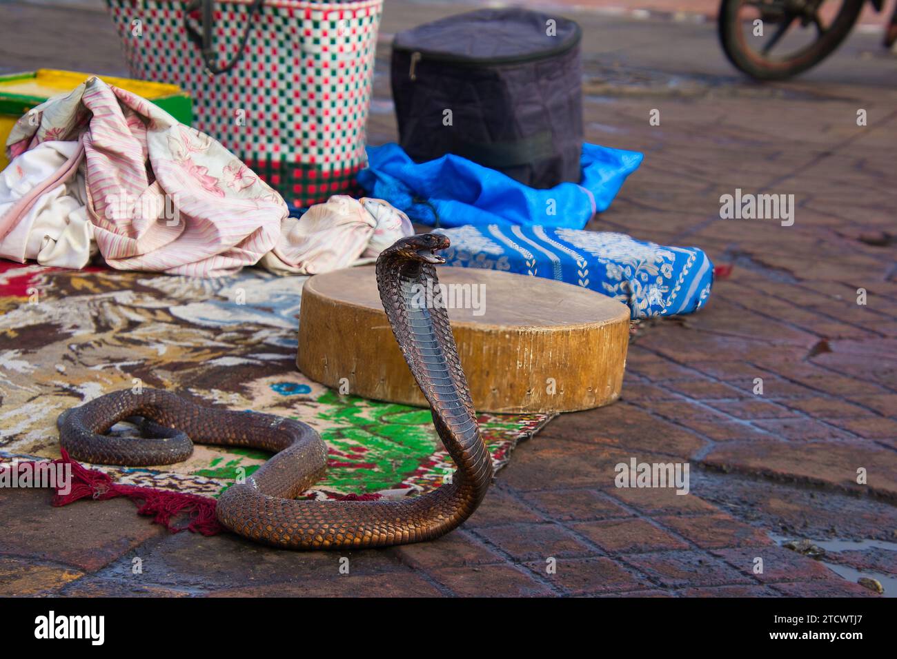 Egyptian cobra hi-res stock photography and images - Alamy