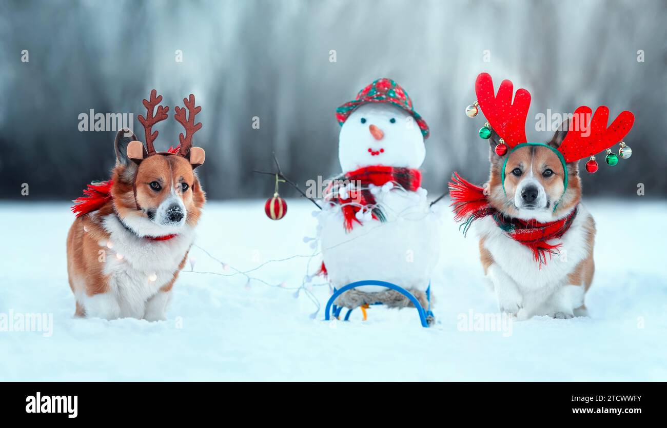 Christmas card with two corgi dogs in warm scarves and reindeer antlers ...