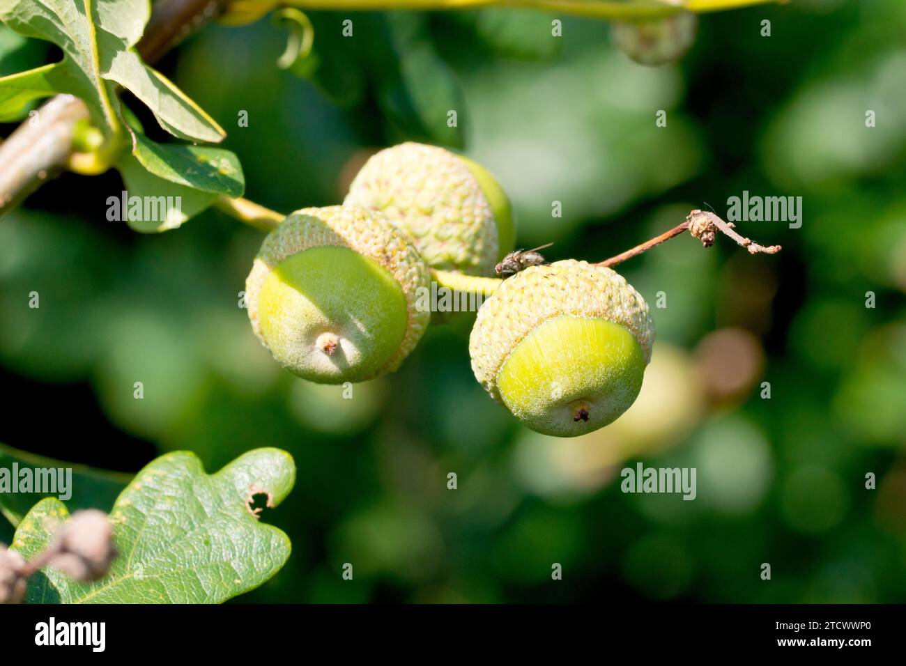 Immature oak tree hi-res stock photography and images - Alamy
