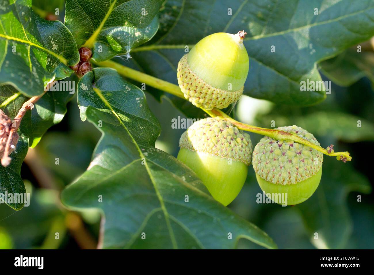 English Oak or Pedunculate Oak (quercus robur), close up showing ...