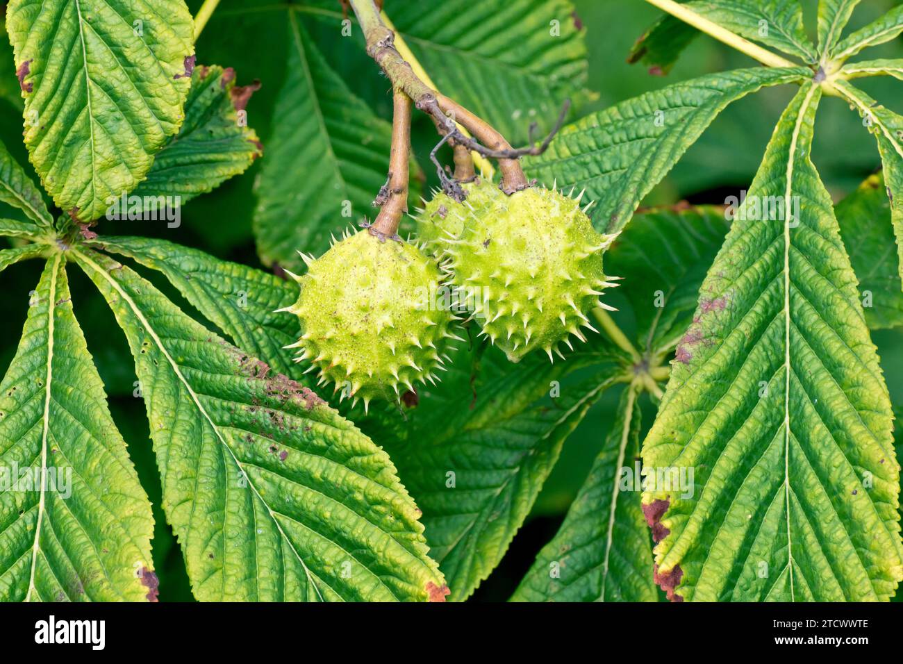 Horse chestnut tree seed hi-res stock photography and images - Alamy