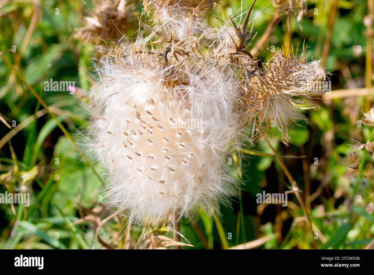 Spear Thistle (cirsium vulgare), close up showing a clump of the plant ...