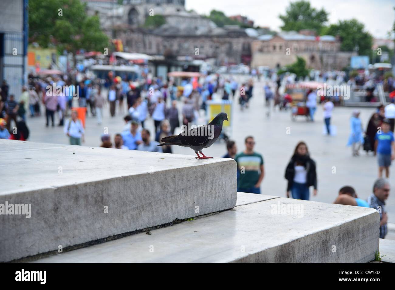Birds flying around rock hi-res stock photography and images - Alamy