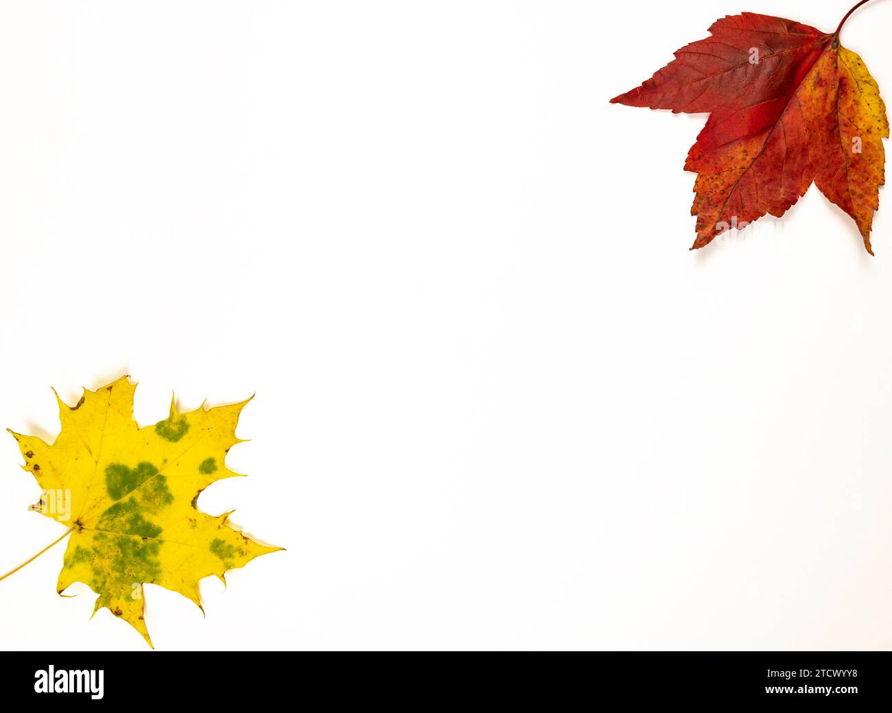 Two colorful maple leaves hi-res stock photography and images - Alamy