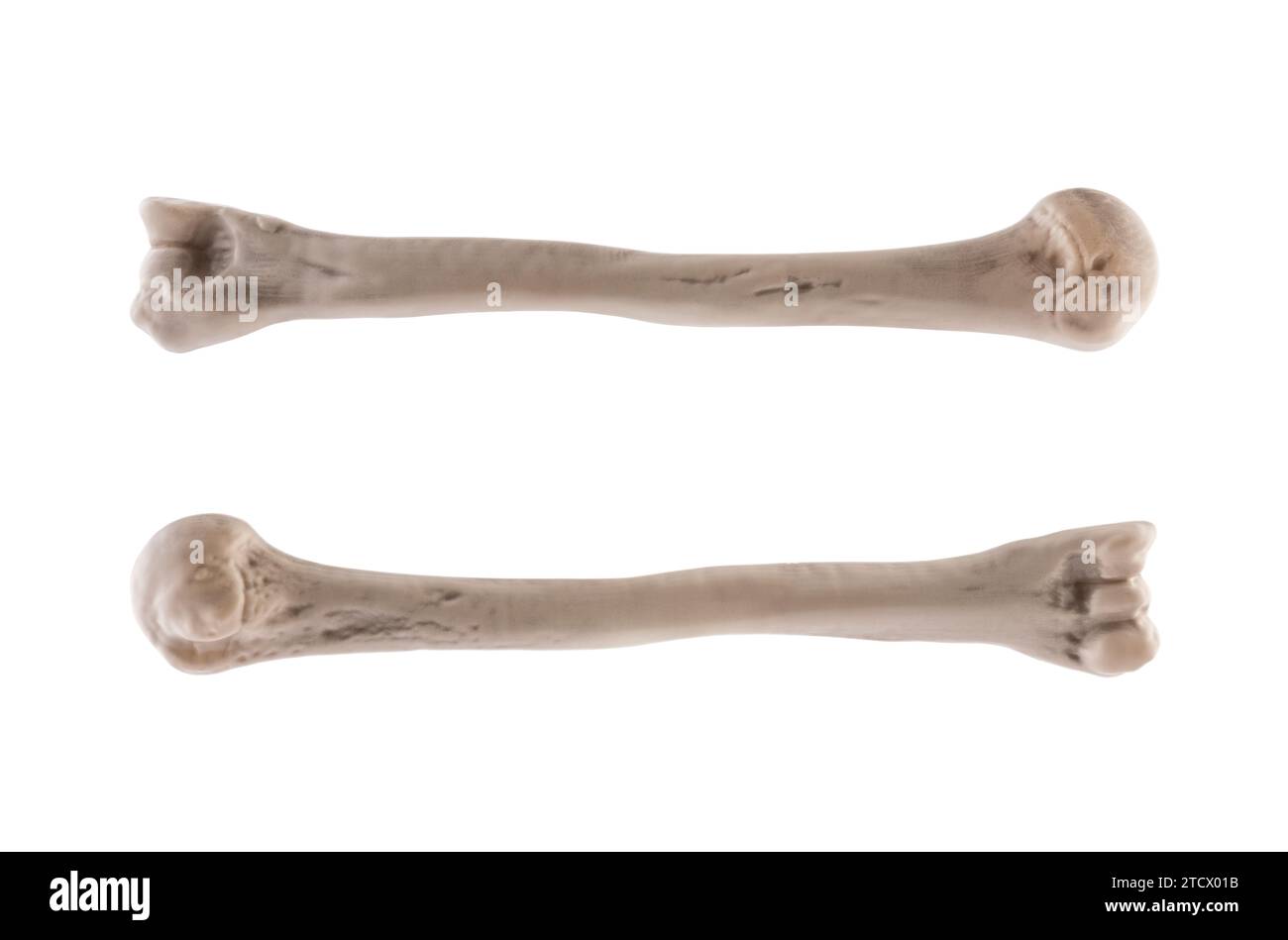 Two old bones isolated on white background Stock Photo - Alamy
