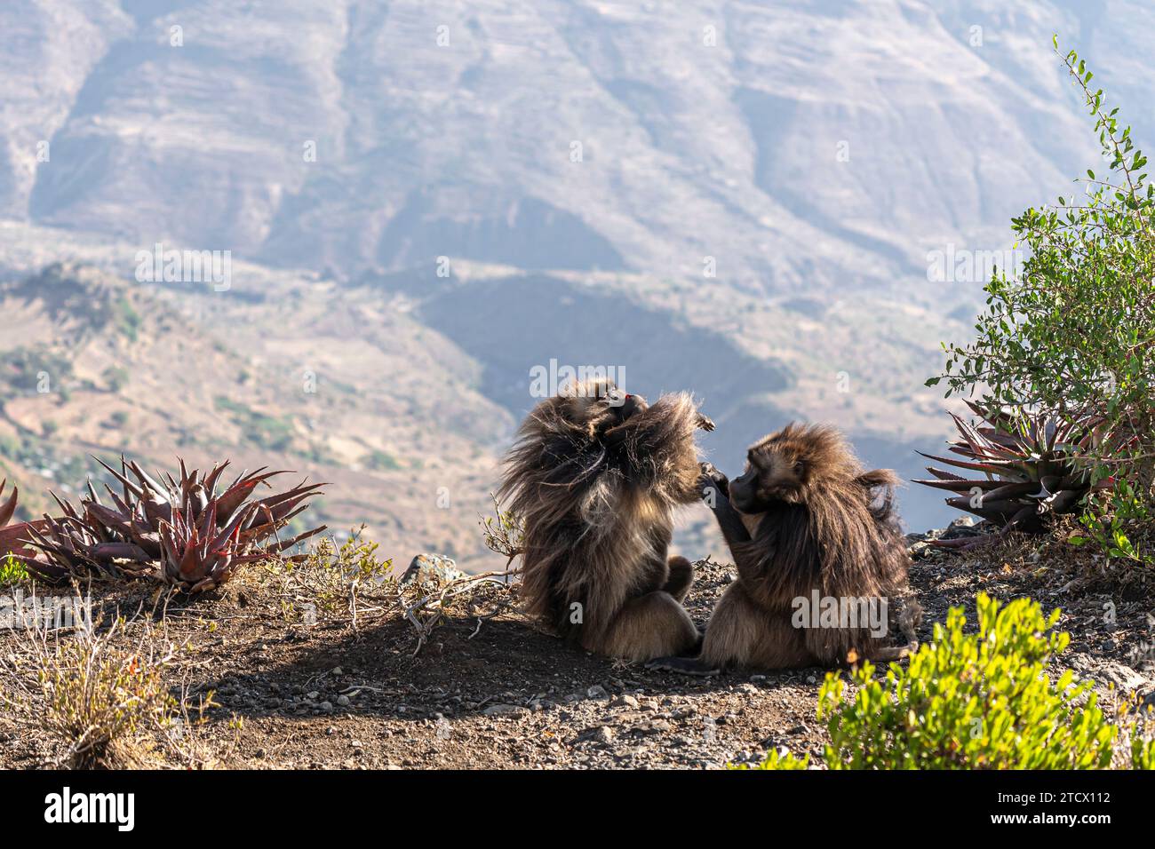 Gelada Baboons of Debre-Libanos-Gorge, Ethiopia Stock Photo - Alamy