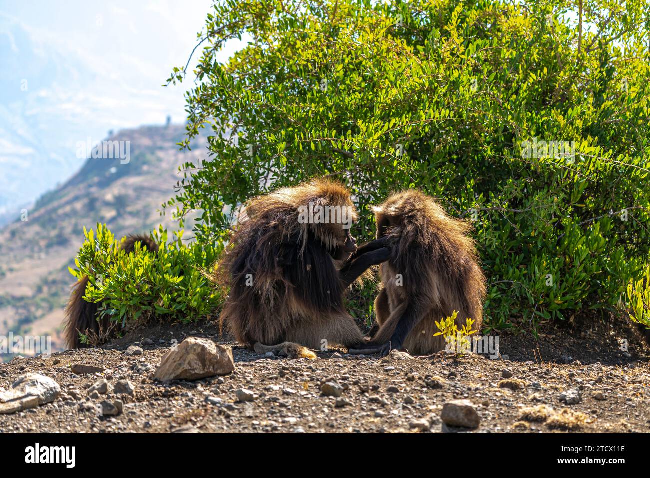 Gelada Baboons of Debre-Libanos-Gorge, Ethiopia Stock Photo - Alamy