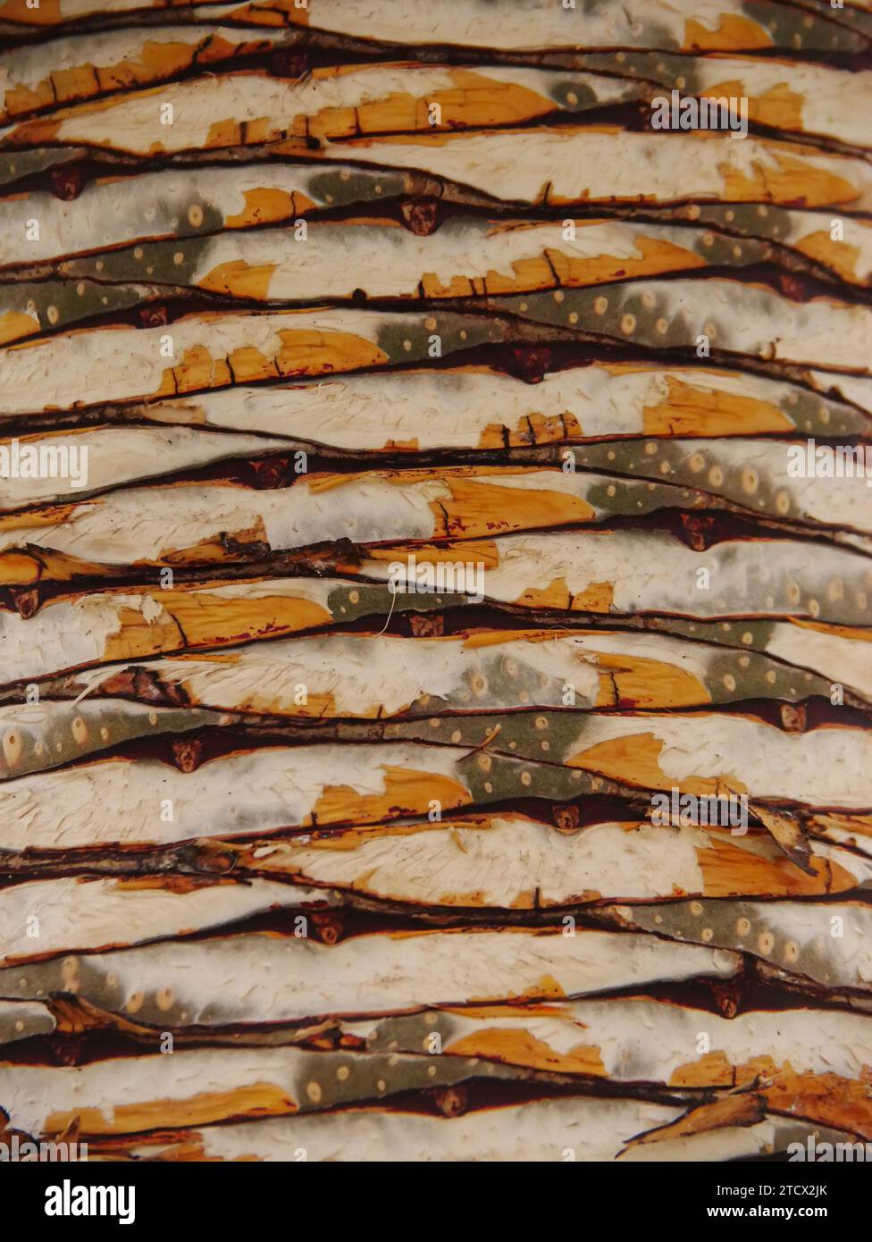 Dracaena Draco tree bark closeup Stock Photo - Alamy
