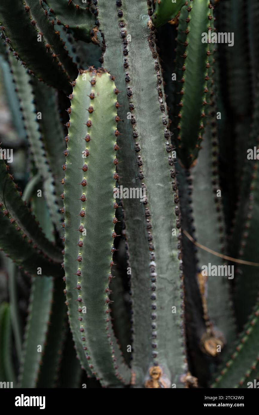 Cactus stems climb upwards. Wildlife content Stock Photo - Alamy