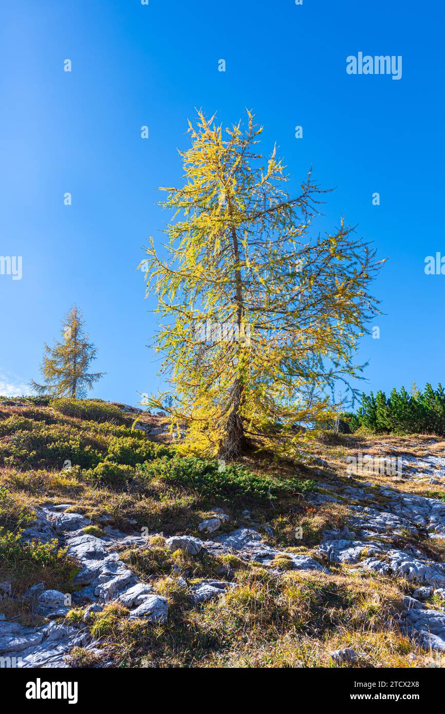 Single yellow larch tree (Larix decidua) in an alpine landscape with ...