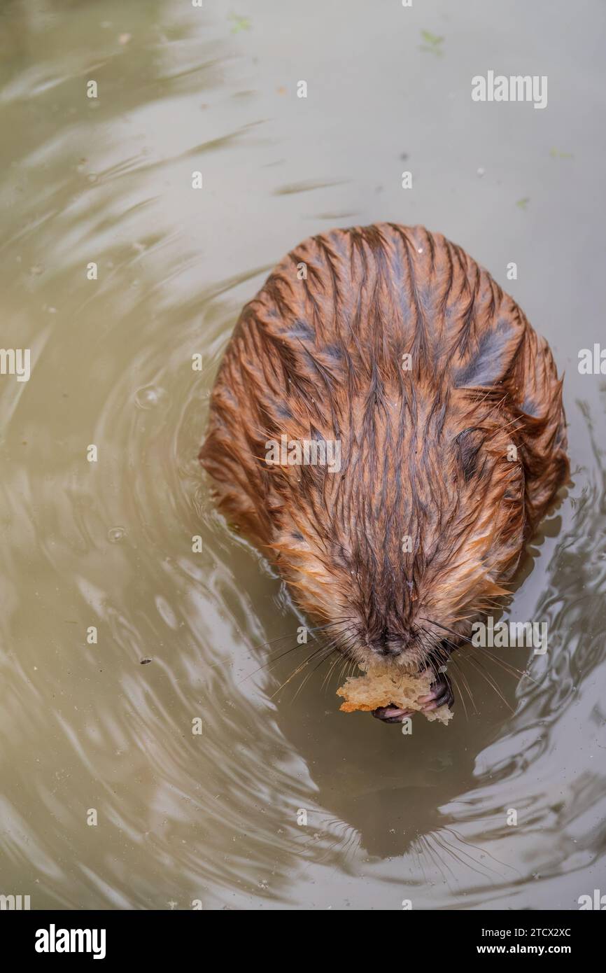 Wild animal Muskrat, Ondatra zibethicuseats, eats on the river bank. Muskrat, Ondatra zibethicus ...