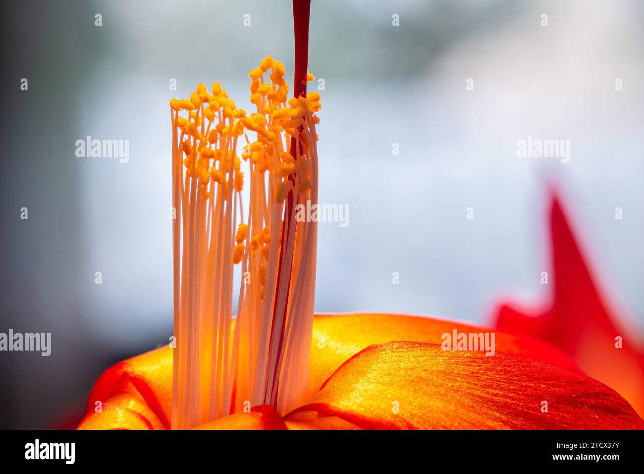 Macro of the pollen stamen of a fiercy colored flower of a Christmas ...