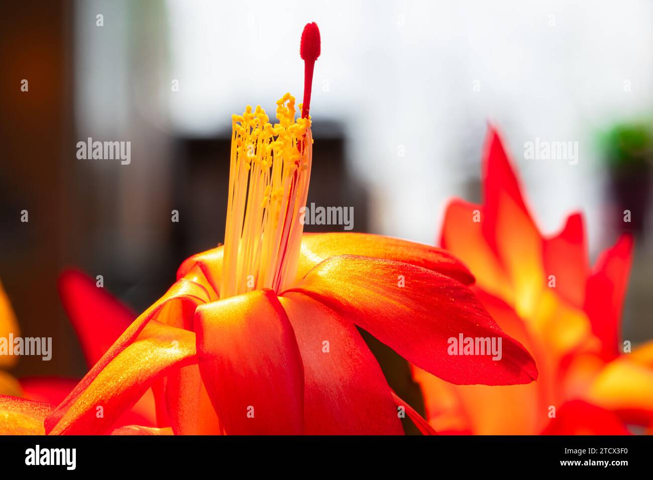 Macro of the pollen stamen of a fiercy colored flower of a Christmas ...