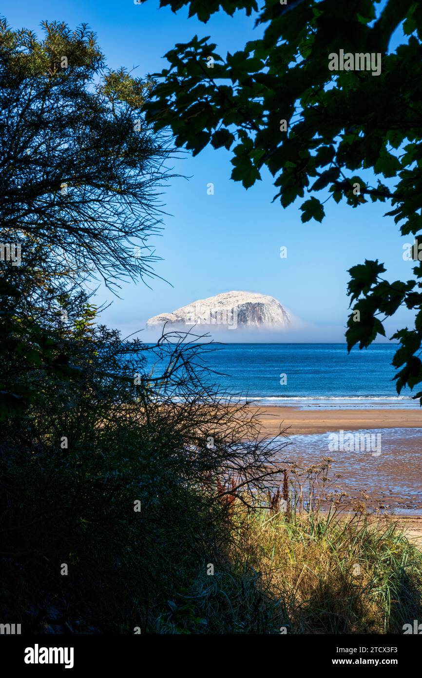 View through trees of Seacliff Beach and the Bass Rock, Seacliff, East ...