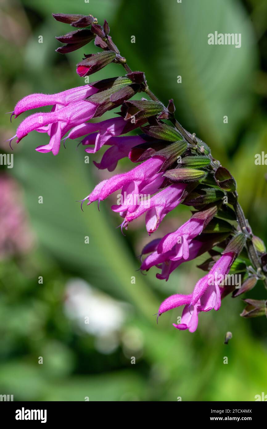 Close up of salvia pink amistad flowers in bloom Stock Photo - Alamy