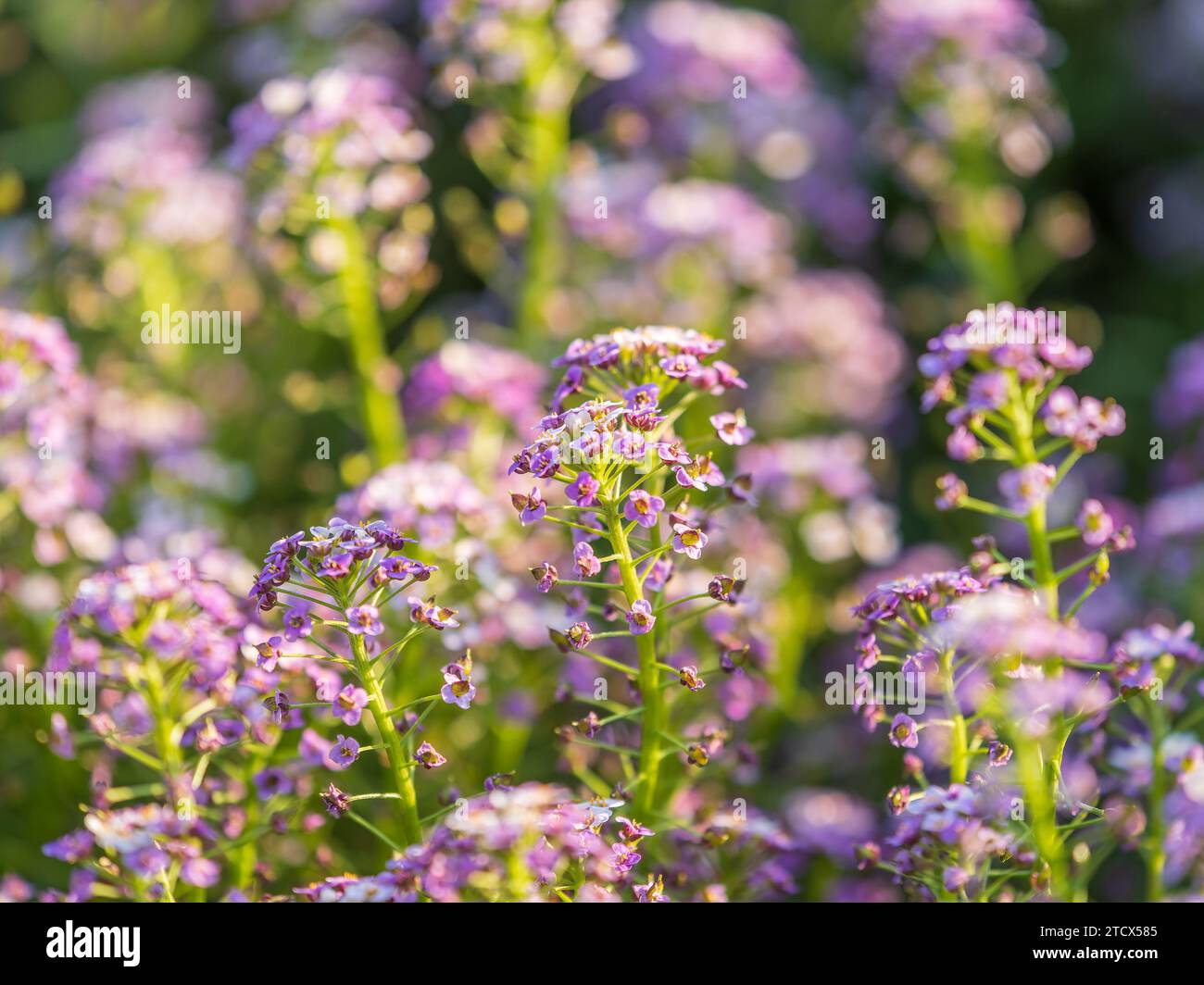 Verbena bonariensis flowers, Argentinian Vervain or Purpletop Vervain ...