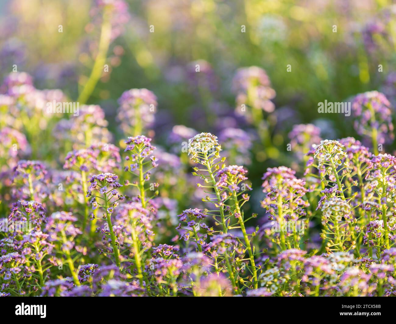 Verbena bonariensis flowers, Argentinian Vervain or Purpletop Vervain ...